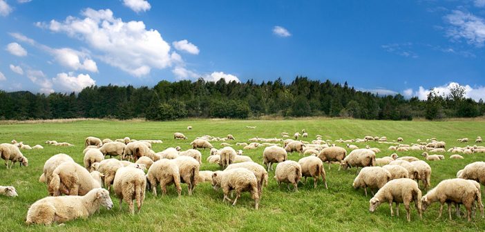 sheep-industry