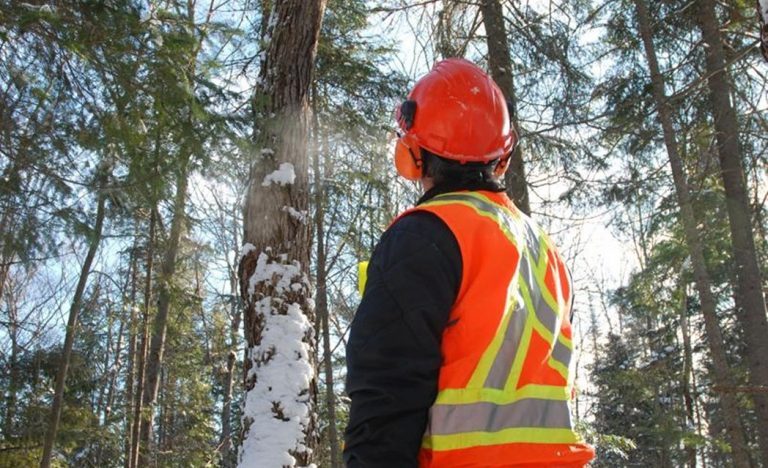 Leaps and bounds in forestry safety